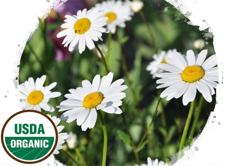 Chamomile LimeFace Toner - Made Simple Skin Care