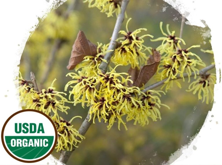 Chamomile LimeFace Toner - Made Simple Skin Care